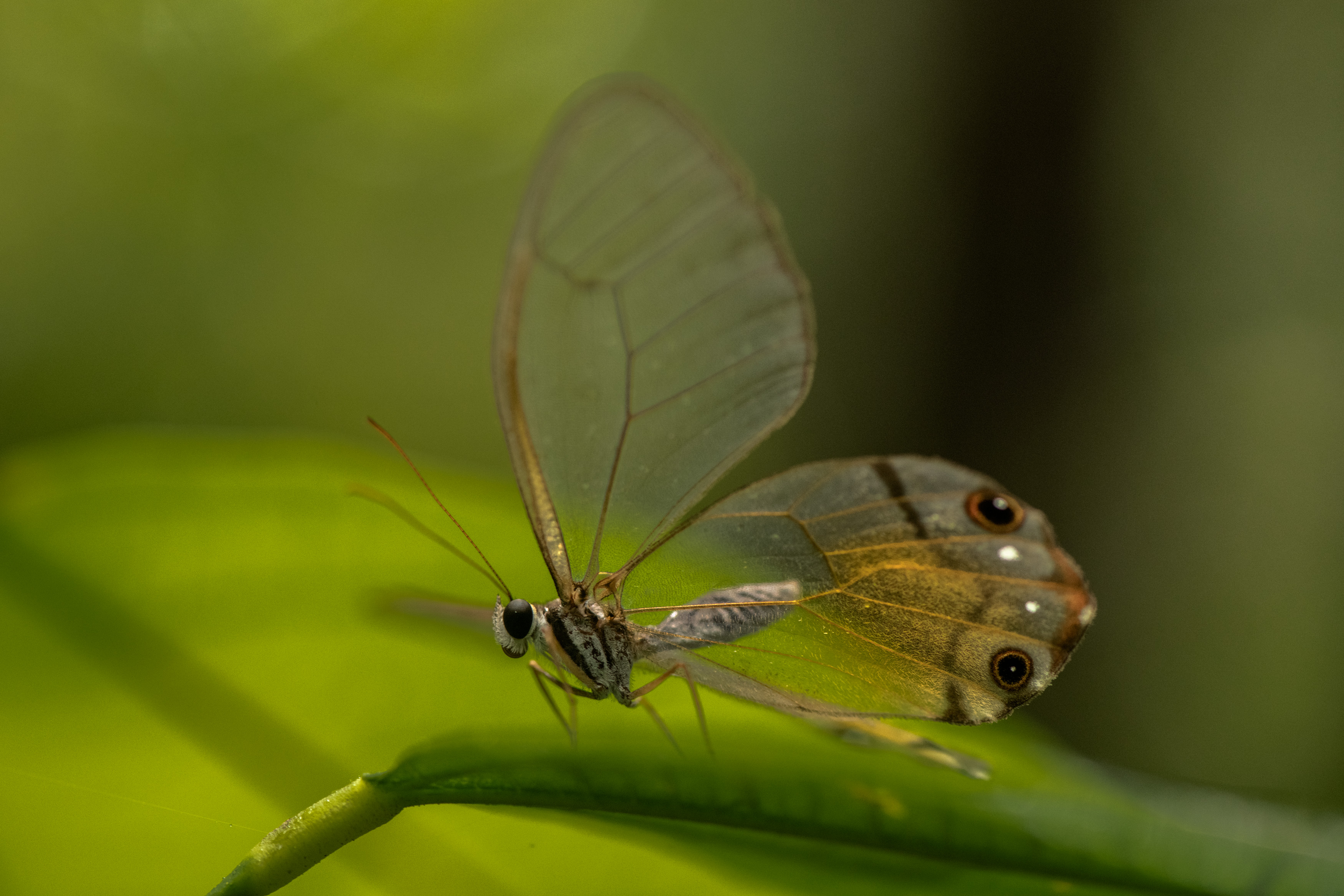 Butterflies of the Amazon - Fábio Nascimento